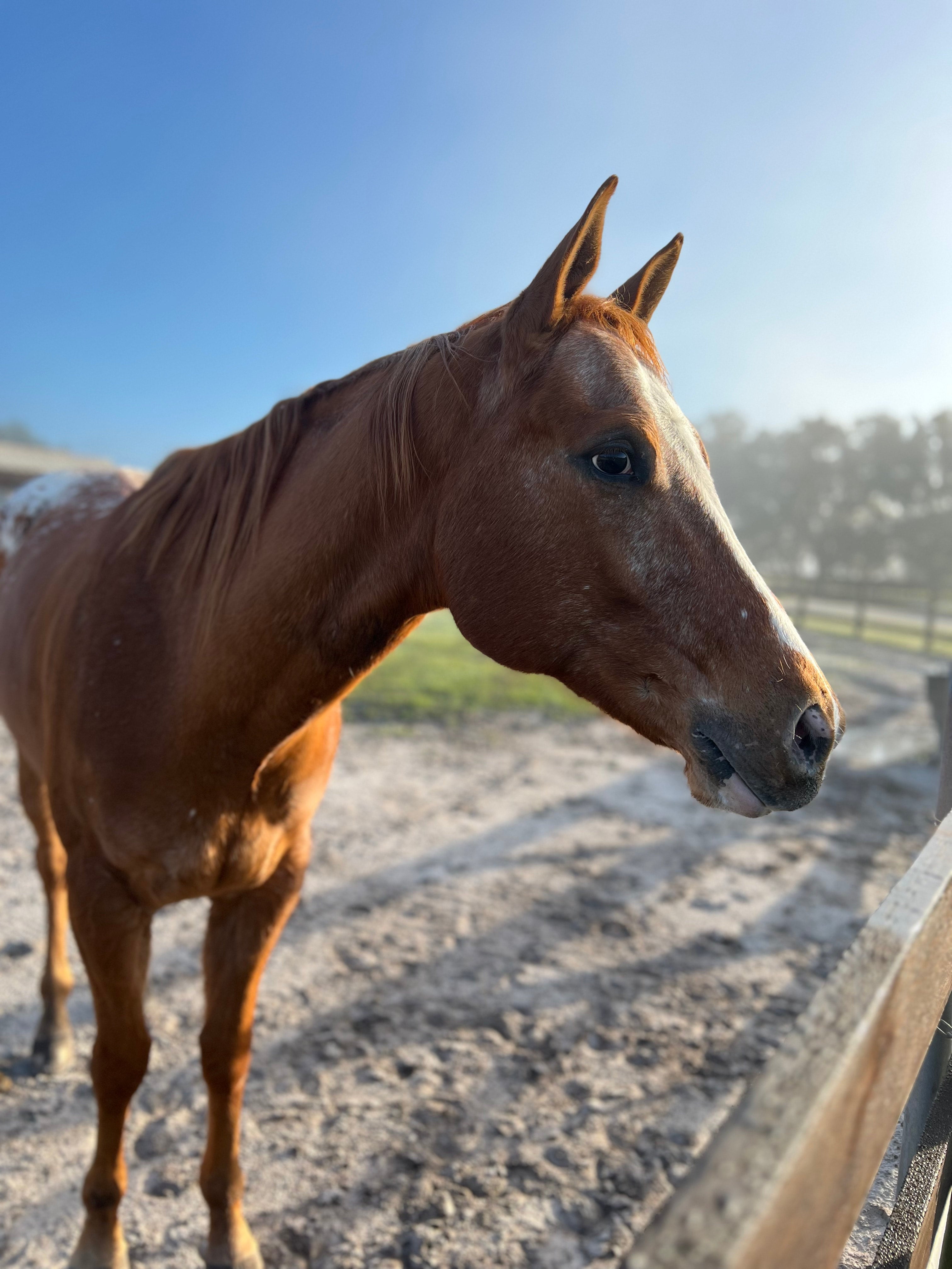 Full Pasture Board | True Connection Horse Farm and Training LLC